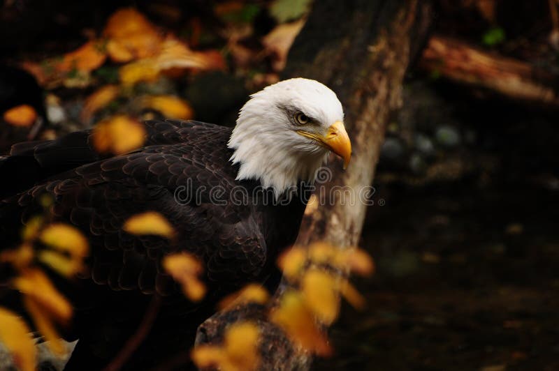 American eagle in autumn stock image. Image of fall, animal - 11912077