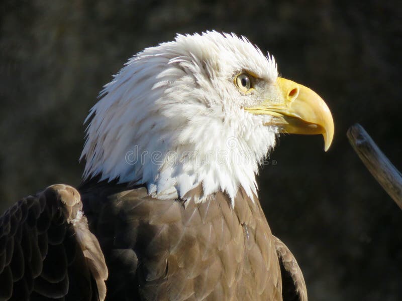 American Eagle stock photo. Image of side, america, majestic - 85873790