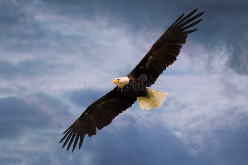 American Eagle Flying Over Dramatic Sky Stock Image - Image of bird ...