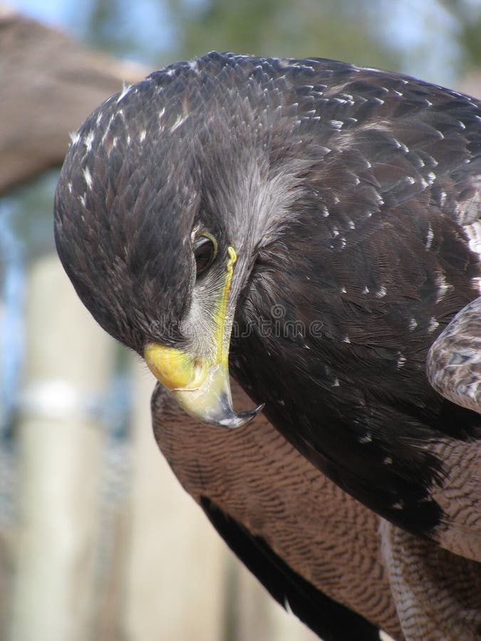 American Eagle stock image. Image of american, bird, eagle - 44782941
