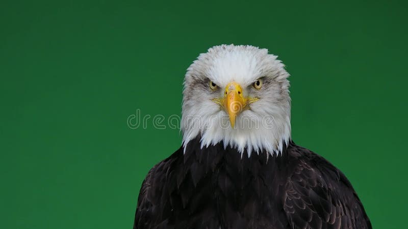 American Eagle Opens and Closes Beak on Green Screen Stock Video ...