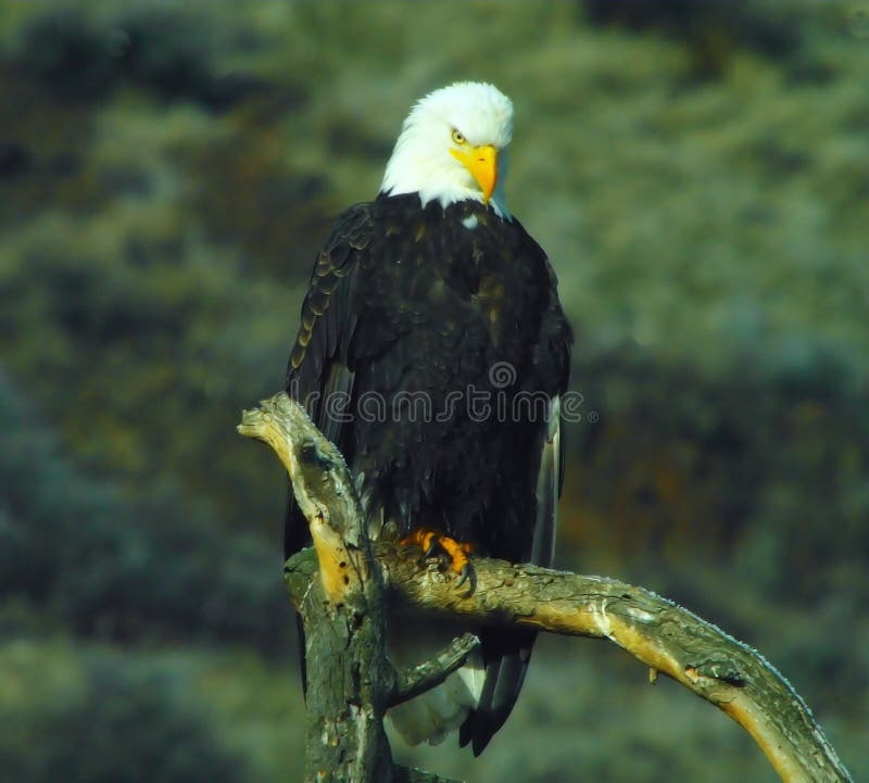 American Eagle Perched in a Tall Tree. Stock Image - Image of american ...