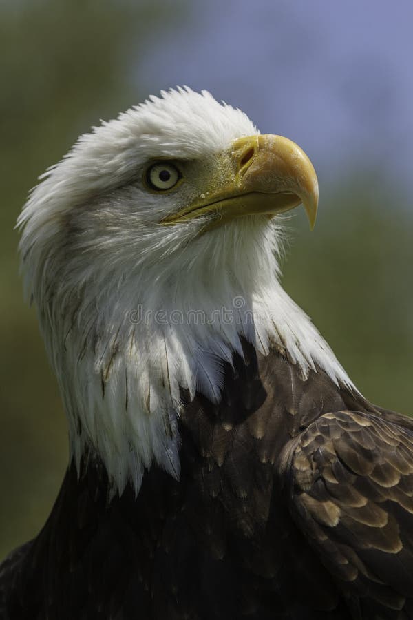 American eagle portrait stock image. Image of funny, prey - 93929015 American eagle portrait stock image. Image of funny, prey - 93929015
