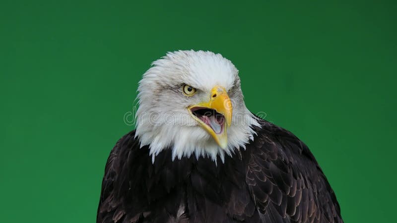 American Eagle Screaming on Green Screen Stock Footage - Video of ...
