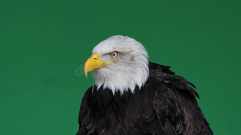 American Eagle Screaming on Green Screen Stock Footage - Video of bird ...