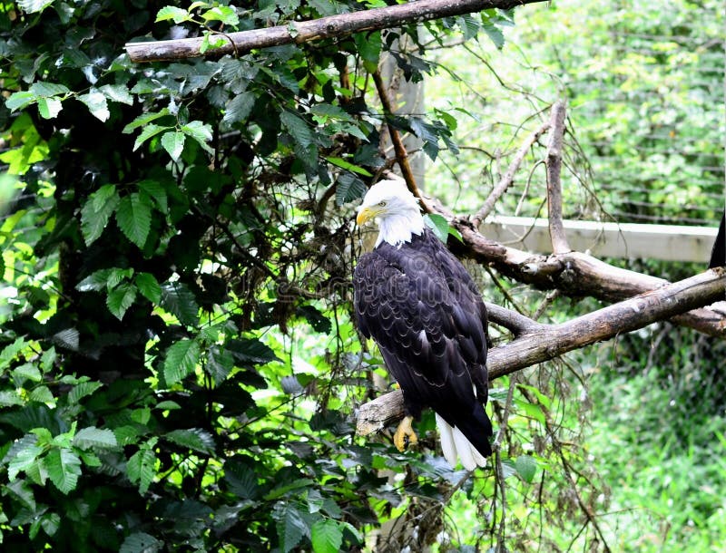 American eagle stock image. Image of stand, wooden, king - 30130295