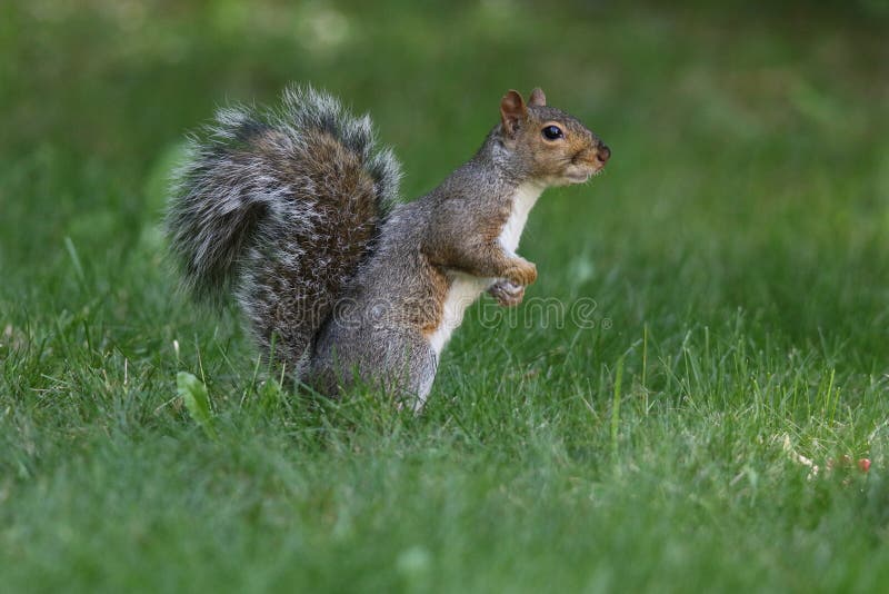 Eastern Gray Squirrel in Fall Out Foraging for Food Stock Photo - Image ...