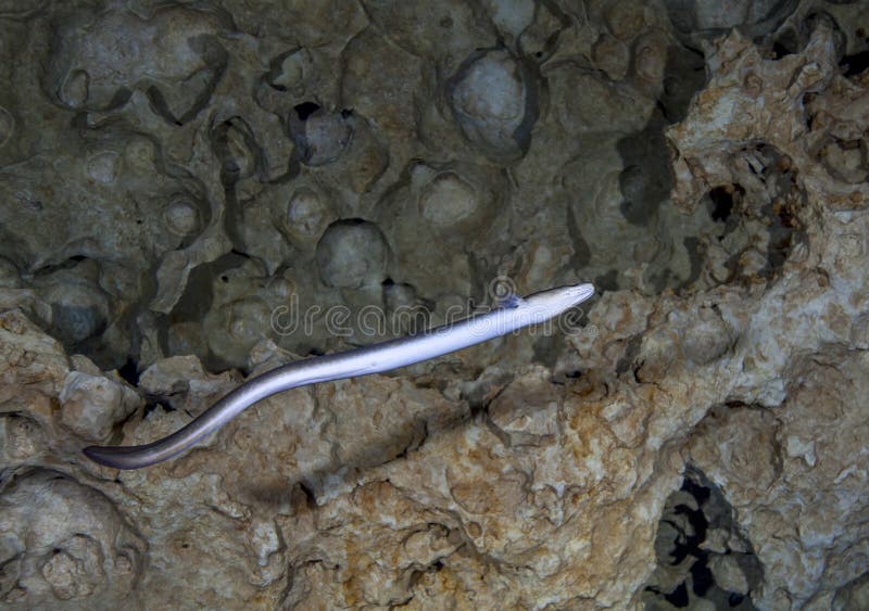 American Eel Above - Morrison Springs Cavern Stock Image - Image of ...