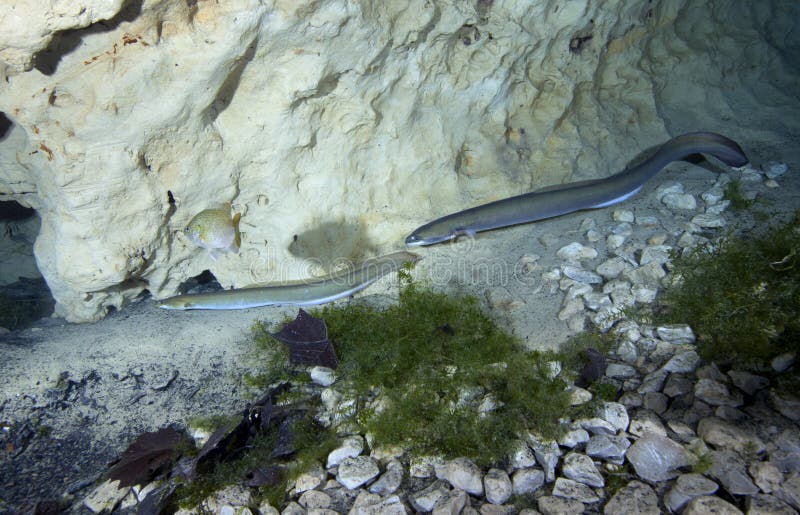 American Eel Above - Morrison Springs Cavern Stock Image - Image of ...