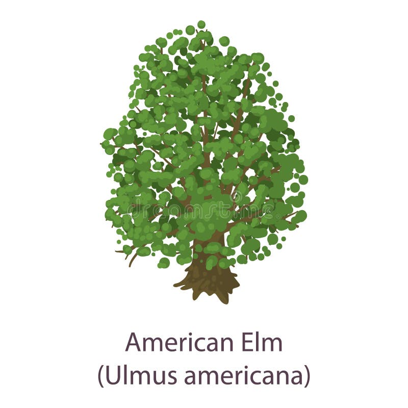 American Elm Tree Stock Illustrations – 149 American Elm Tree Stock ...