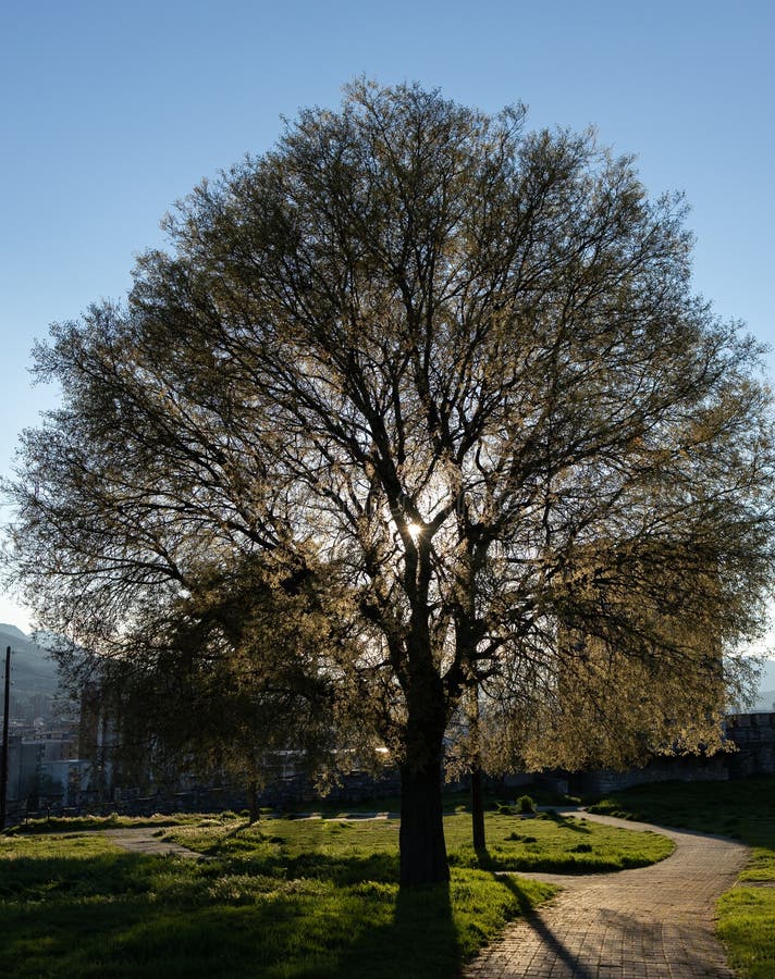 American Elm Tree in Central Park with Sun Shining through the Branches ...