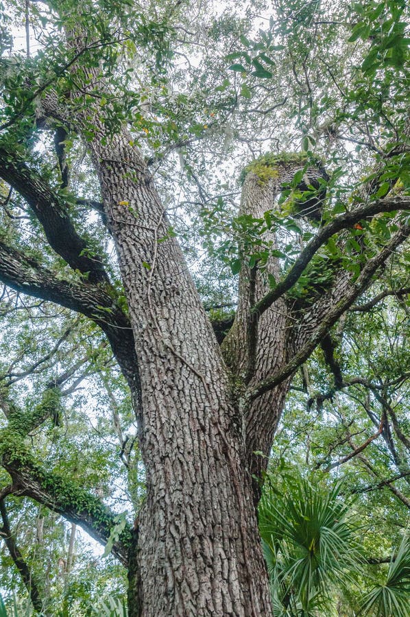 American Elm Tree, in Tropical Location Stock Image - Image of florida ...