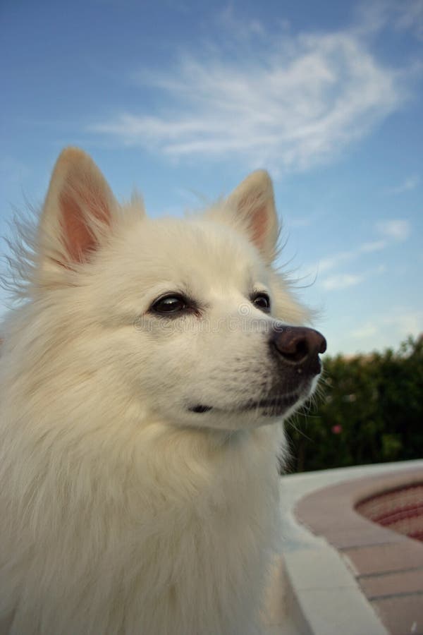 American Eskimo stock image. Image of clouds, attention - 997361