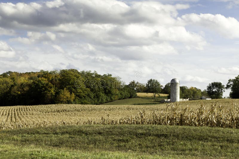American Farm in the Field of Corn Stock Photo - Image of milk, field ...