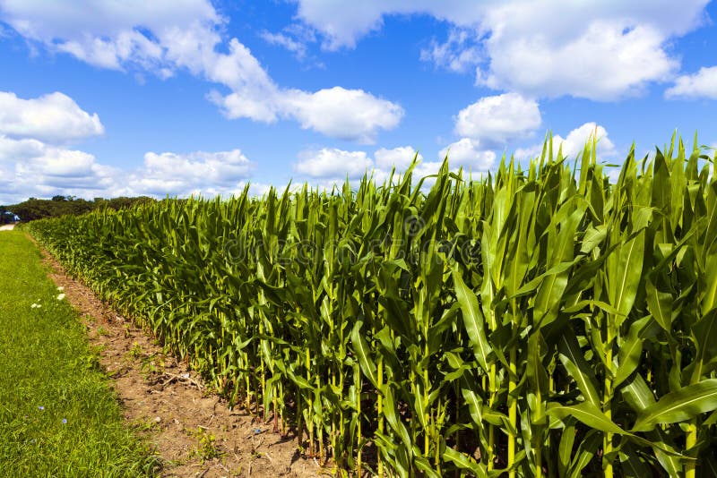 American Farmland stock photo. Image of countrified, harvest - 32854194