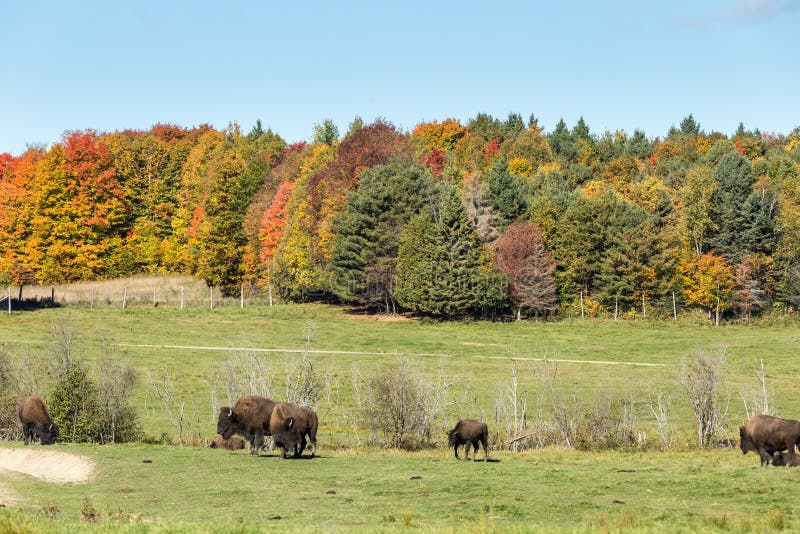 American Field Buffalo in a Field in the Fall Stock Photo - Image of ...