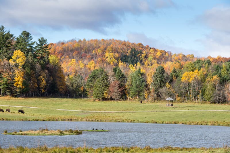 American Field Buffalo in a Field in the Fall Stock Image - Image of ...