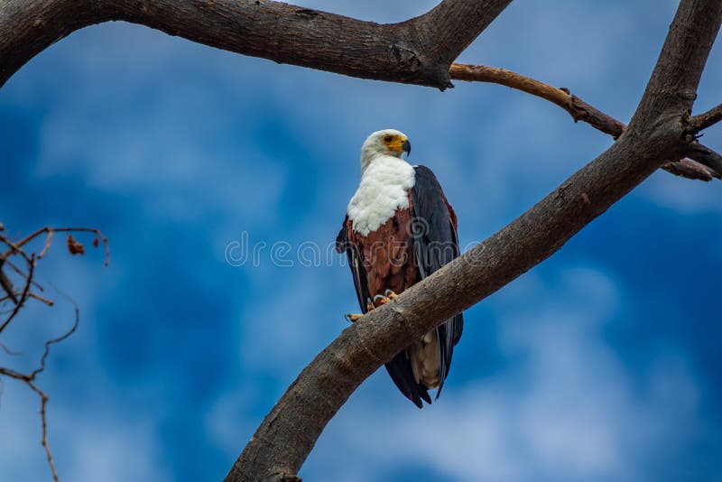 American Fish Eagle stock image. Image of proud, raptor - 986237