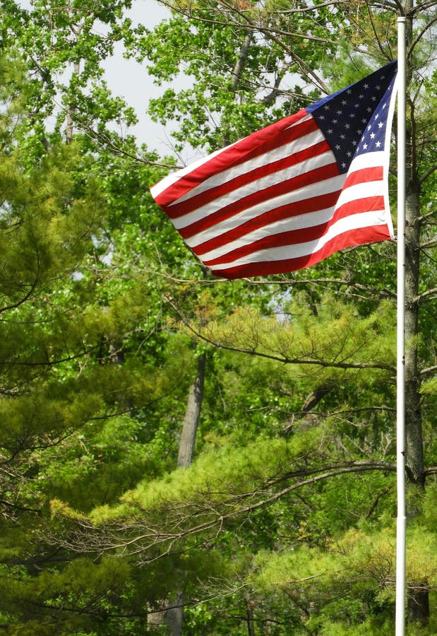 American Flag Blowing in the Breeze Forest of Trees in Background Stock ...