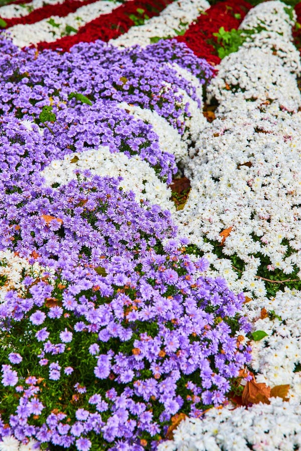 American Flag Colored Flower Pattern with Purple, White, and Red Stock ...