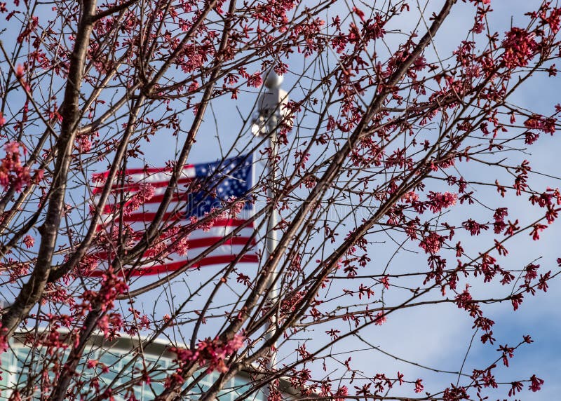 American Flag Flies Behind Cherry Blossoms during Spring Stock Image ...