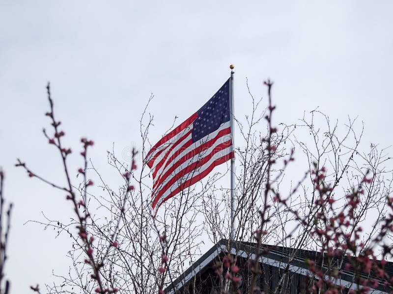 American Flag Flying Above the Bare Branches of a Flowering Tree Stock ...