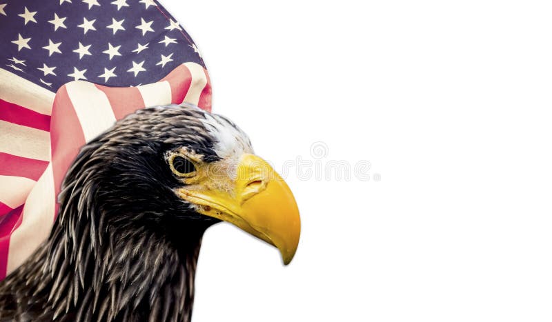 American Flag Hawk Stock Photos - Free & Royalty-Free Stock Photos from ...