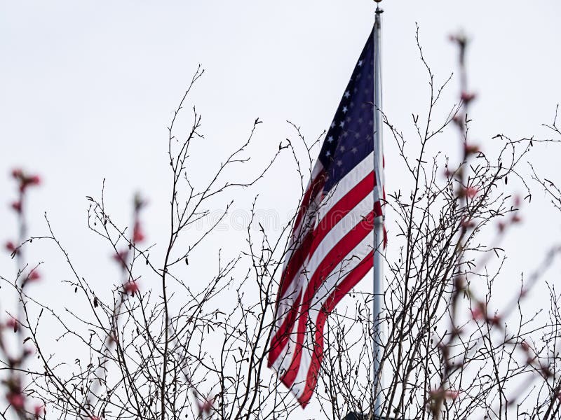 American Flag Flying Above the Bare Branches of a Flowering Tree Stock ...