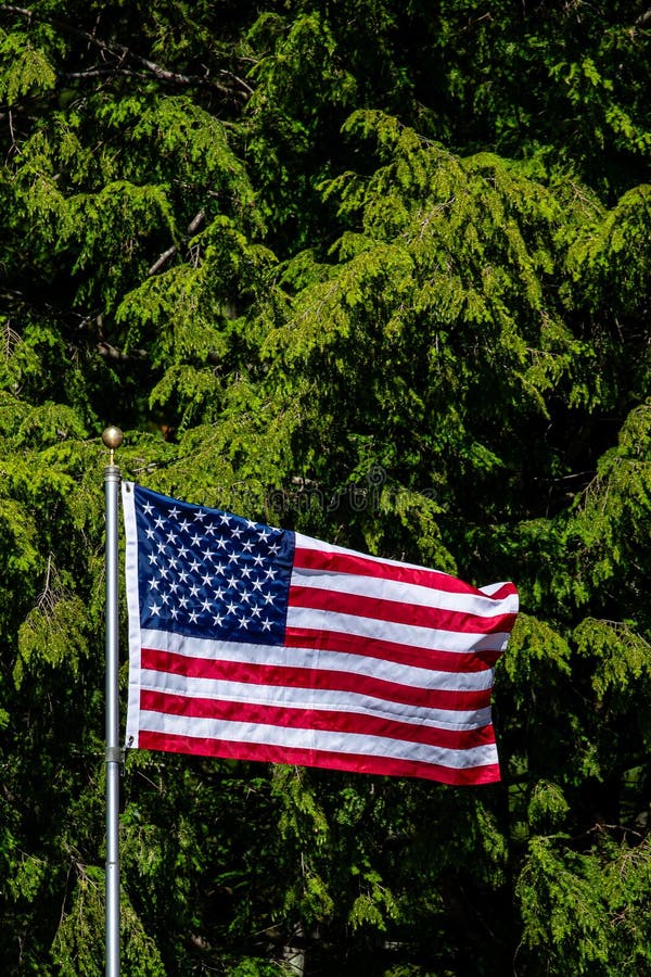 American Flag on a Pole in Front of a Pine Trees Stock Image - Image of ...