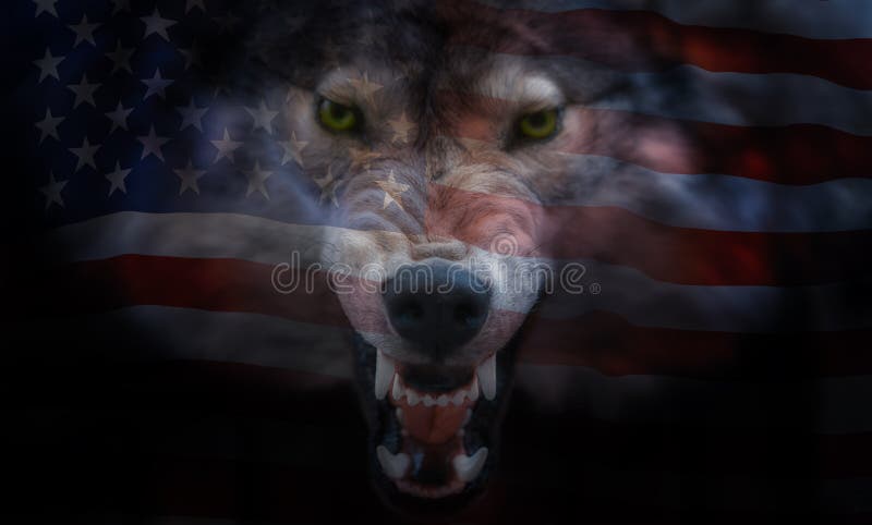American Flag Projected Onto the Wolf Stock Image - Image of portrait ...