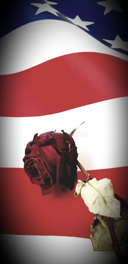 America and rose stock photo. Image of flag, american - 114299546