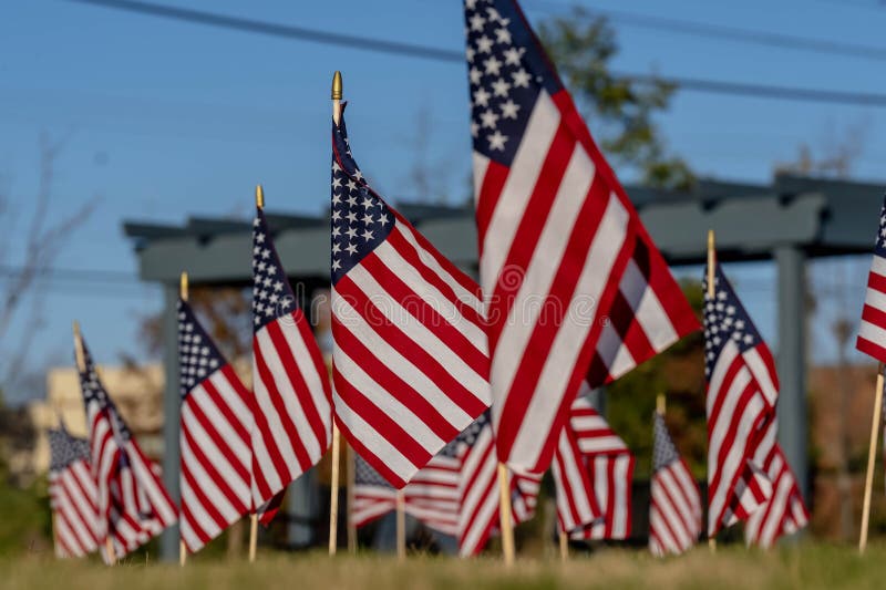 American Flags Wave in the Wind during the Veterans Memorial ...