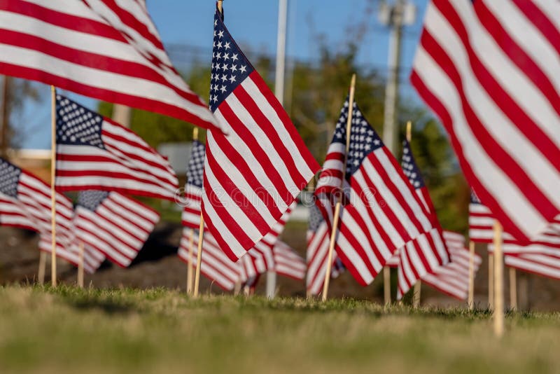 American Flags Wave in the Wind during the Veterans Memorial ...
