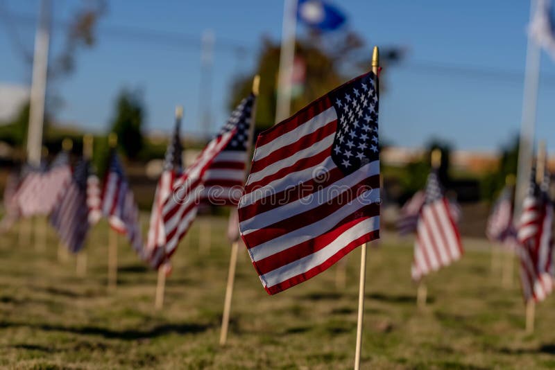 American Flags Wave in the Wind during the Veterans Memorial ...