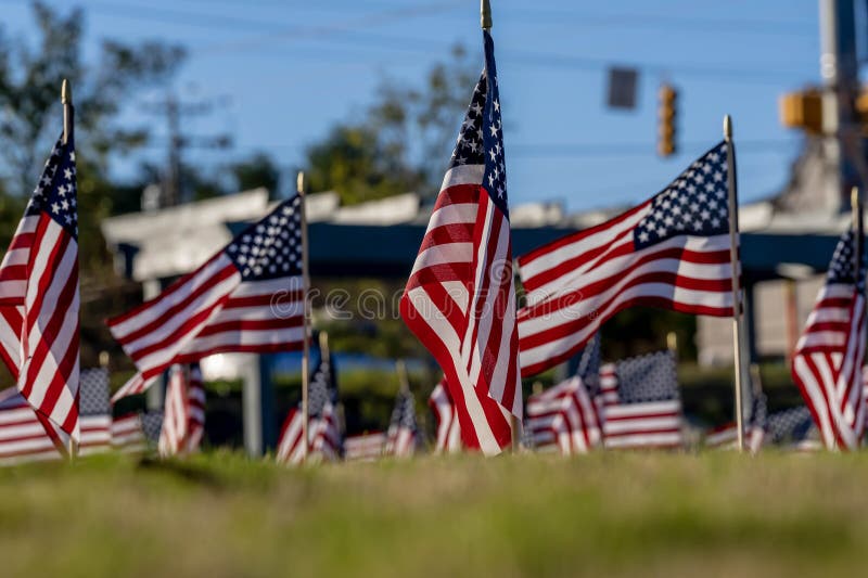 American Flags Wave in the Wind during the Veterans Memorial ...