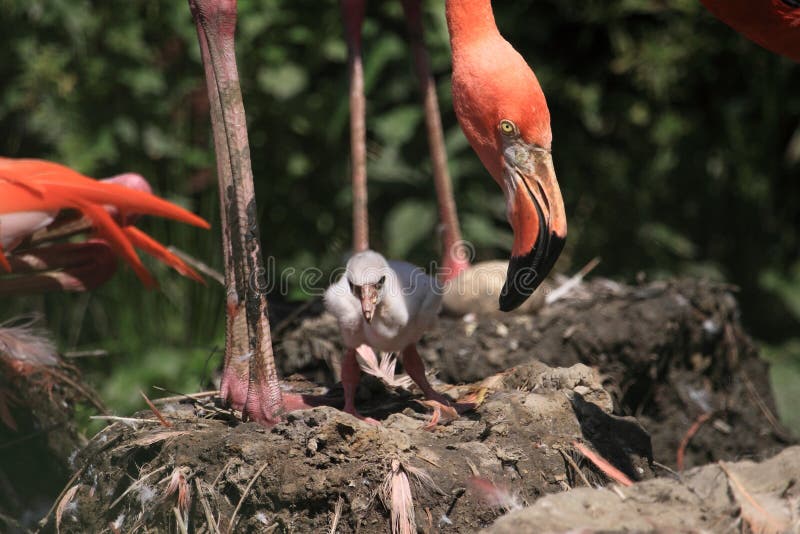 American Flamingo On The Nest Stock Photo - Image of miami, group: 83385490