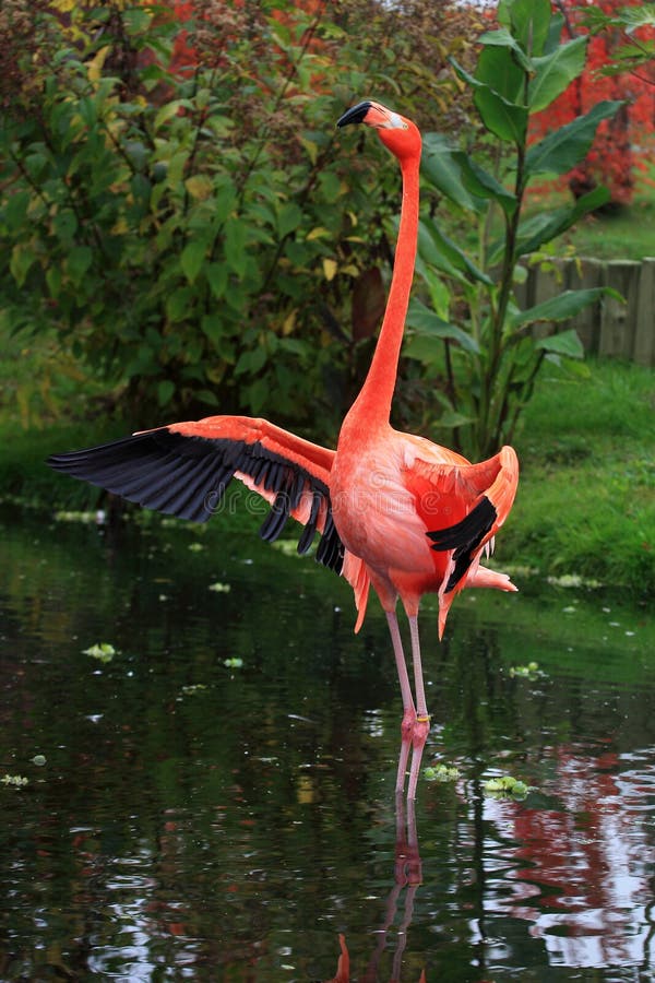 American flamingo stock image. Image of american, flamingo - 47066891