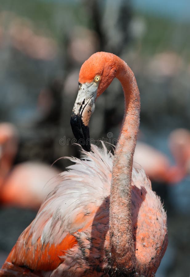 The American Flamingo (Phoenicopterus Ruber) Stock Photo - Image of ...