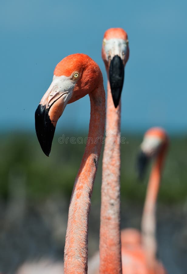 The American Flamingo (Phoenicopterus Ruber) Stock Photo - Image of ...