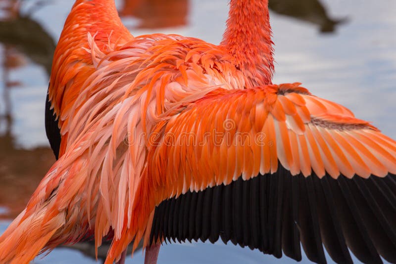 Flamingo Wide Close Up stock photo. Image of beak, sharp - 12421120