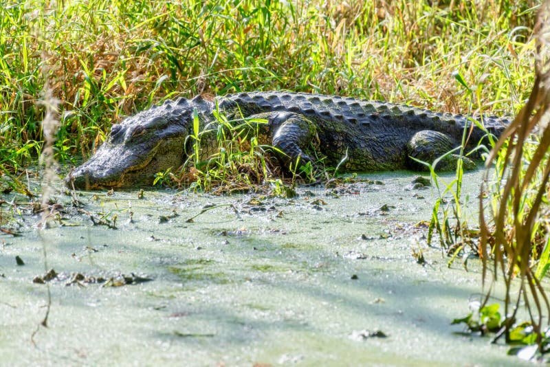 American Florida Alligator stock photo. Image of gators - 210936236