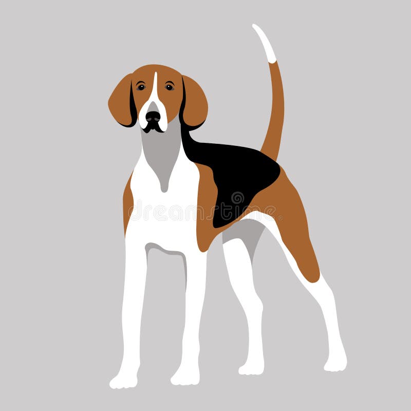 American Foxhound Dog Vector Illustration Color Flat Style Stock Vector ...