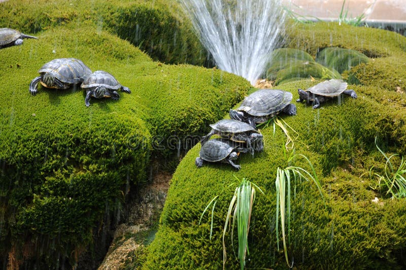 American Fresh-water Turtles. Emydidae. Stock Image - Image of turtle ...