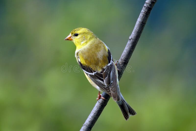 American Goldfinch stock photo. Image of summer, goldfinch - 10679352