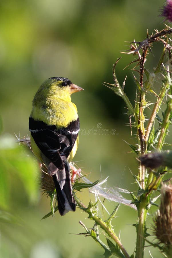 American Goldfinch in Spring Season Stock Image - Image of natural ...