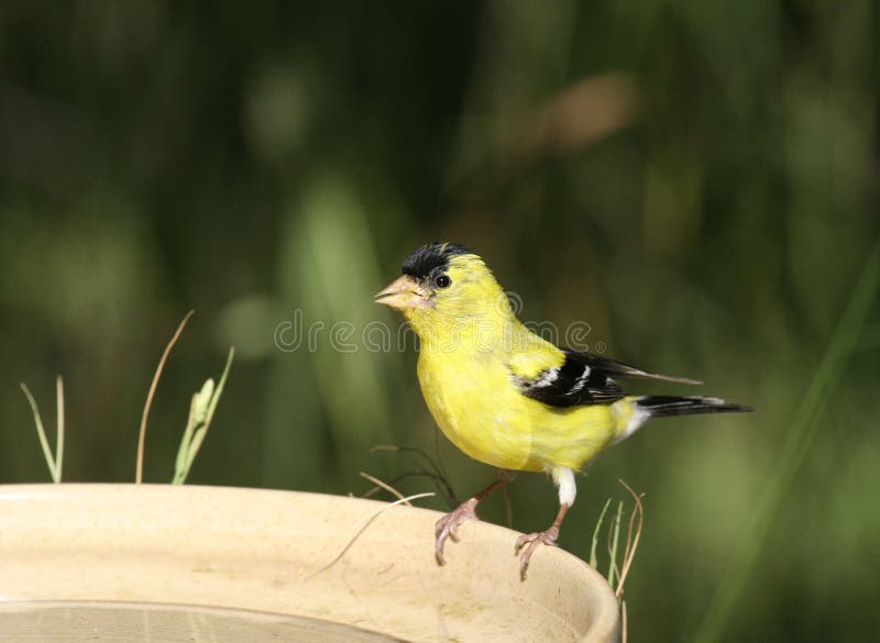 American Goldfinch stock photo. Image of animal, goldfinch - 3018484