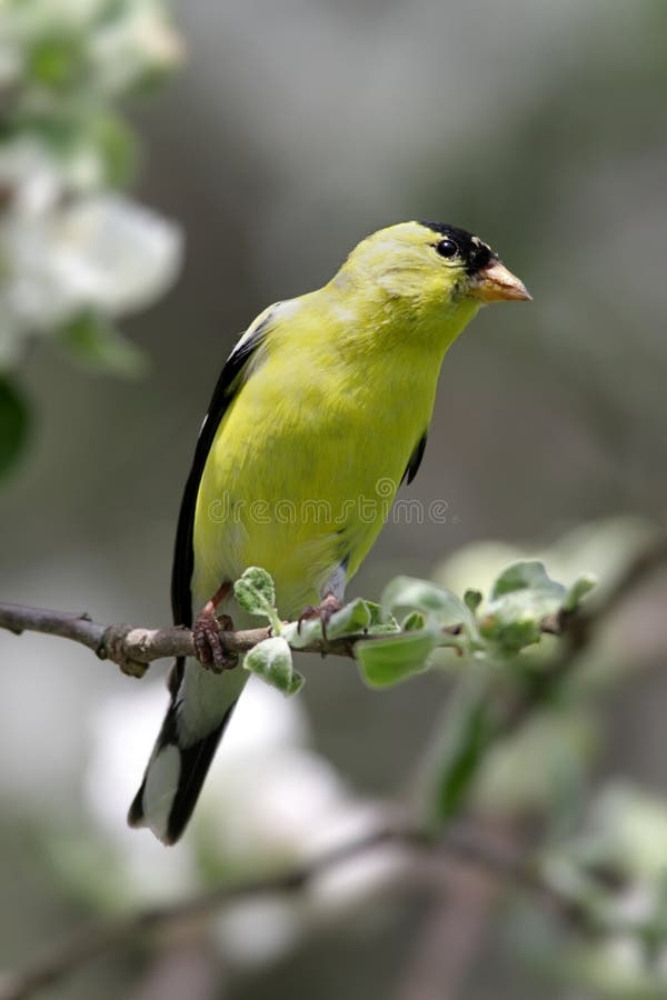 American Goldfinch in Spring Season Stock Image - Image of natural ...