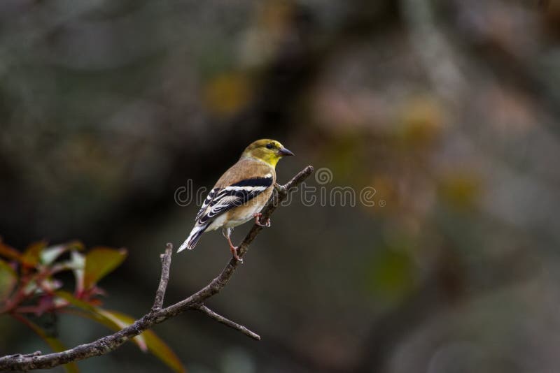 American Goldfinch stock photo. Image of bird, goldfinch - 79709928