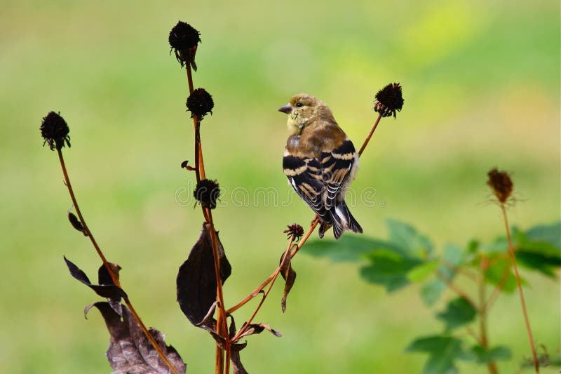 American Goldfinch in Changing Plumage Stock Photo - Image of change ...