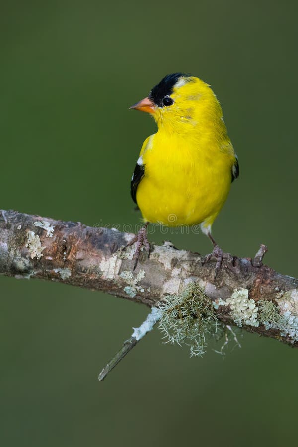 American Goldfinch stock image. Image of cuda, feathers - 275184855